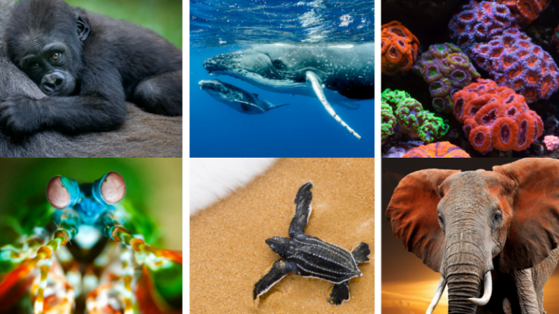 Conservation Efforts in Equatorial Guinea: Protecting Endangered ...
