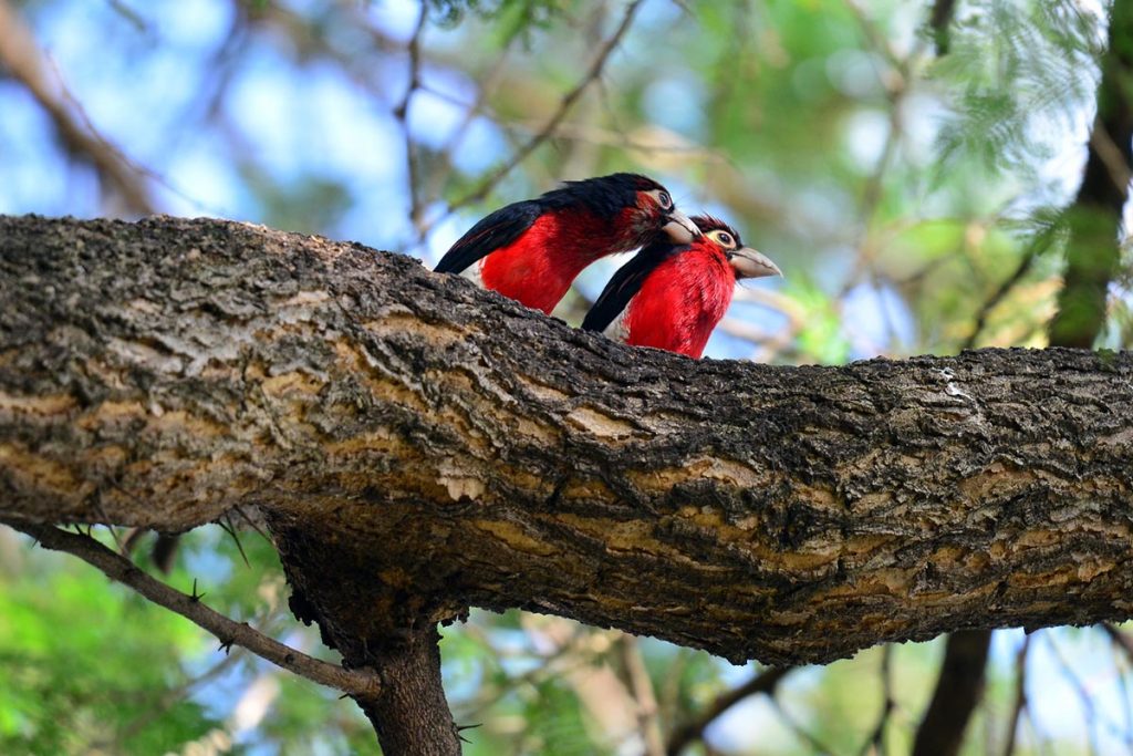 Birdwatching in Burundi: Discovering Avian Diversity in Untouched ...