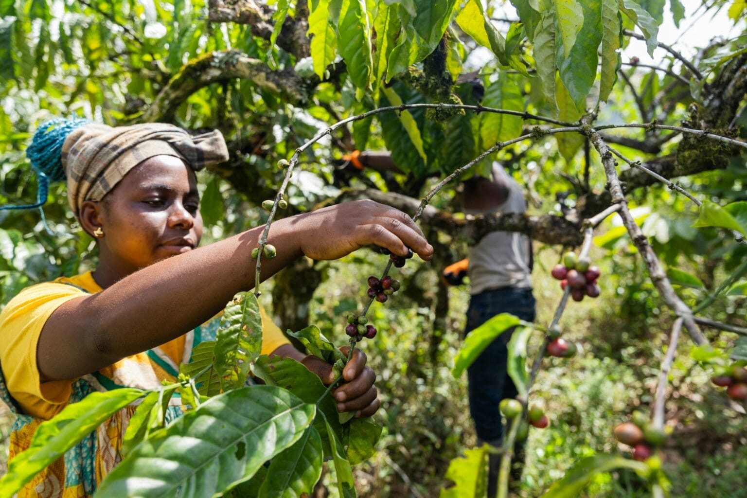 Agriculture in the Democratic Republic of the Congo: Challenges And ...