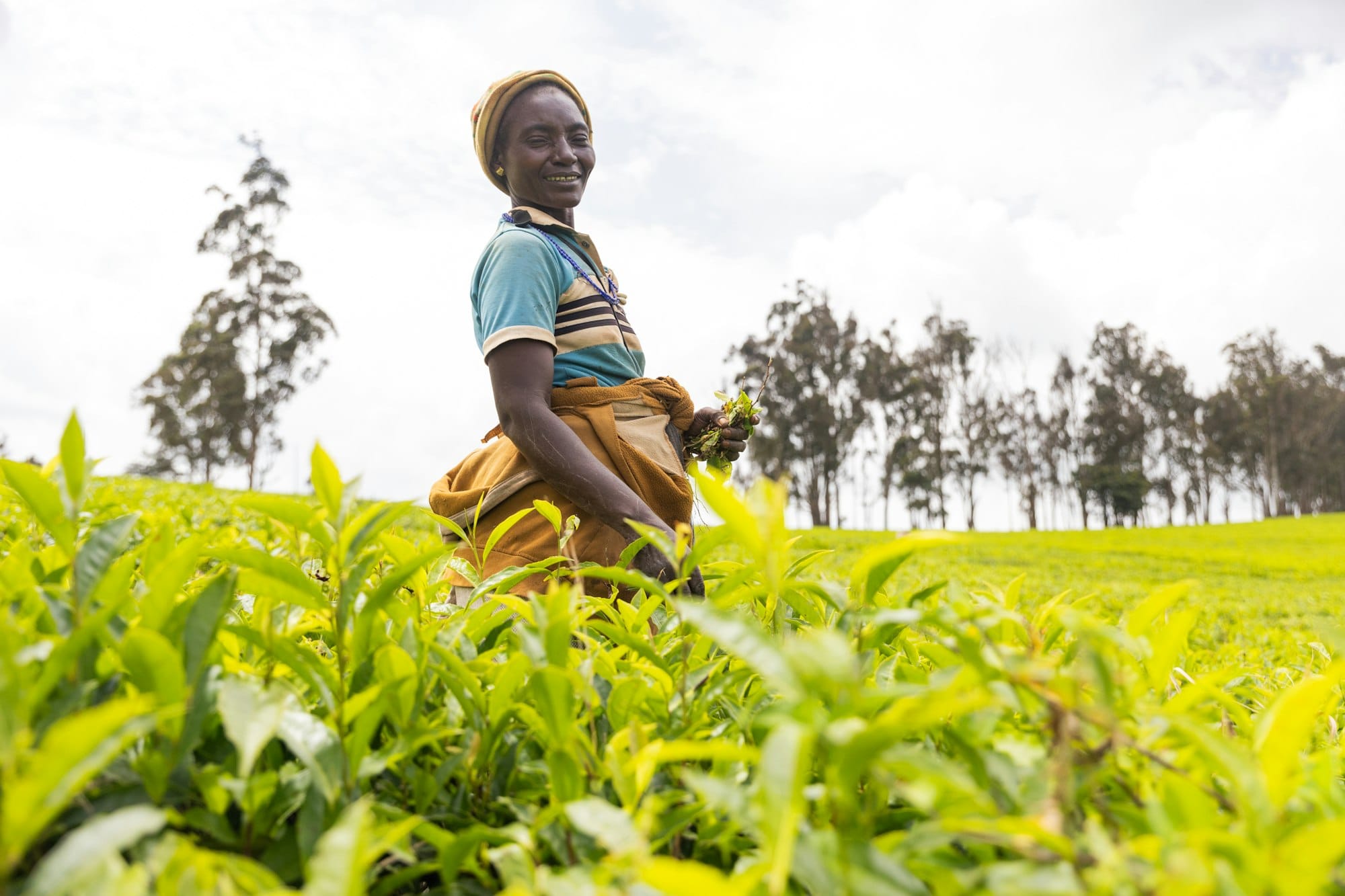 Cameroon'S Agricultural Landscape: Challenges And Opportunities for ...