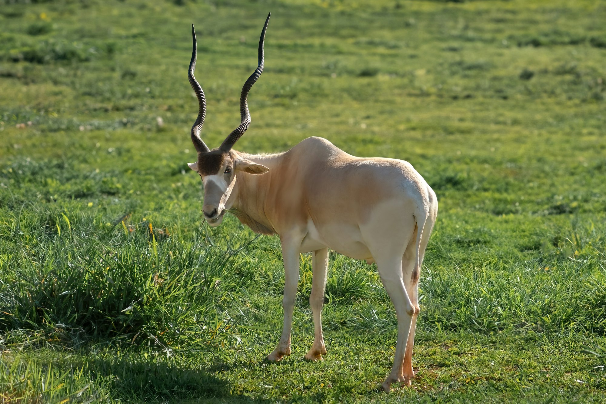 Conservation Efforts in Mali: Protecting Endangered Species And ...