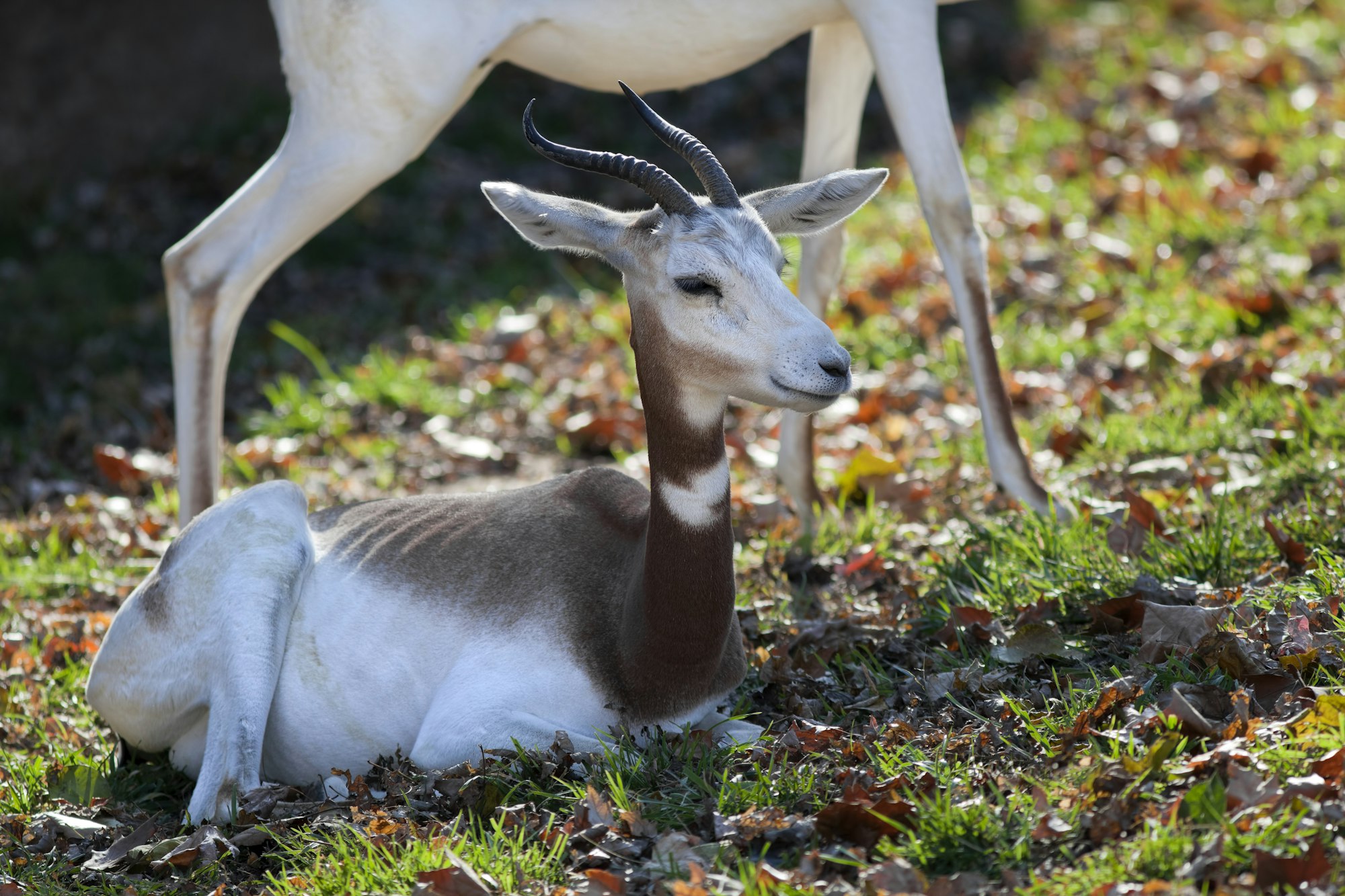 Conservation Efforts in Mali: Protecting Endangered Species And ...