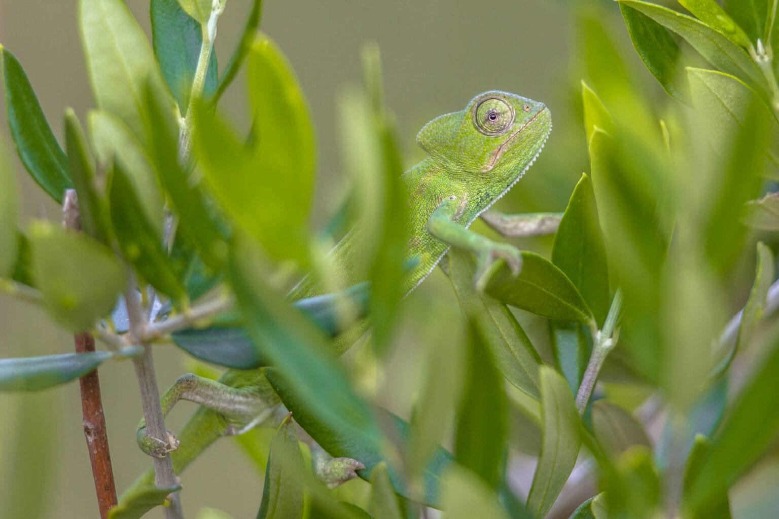 Conservation Efforts in Senegal: Protecting Endangered Species And ...