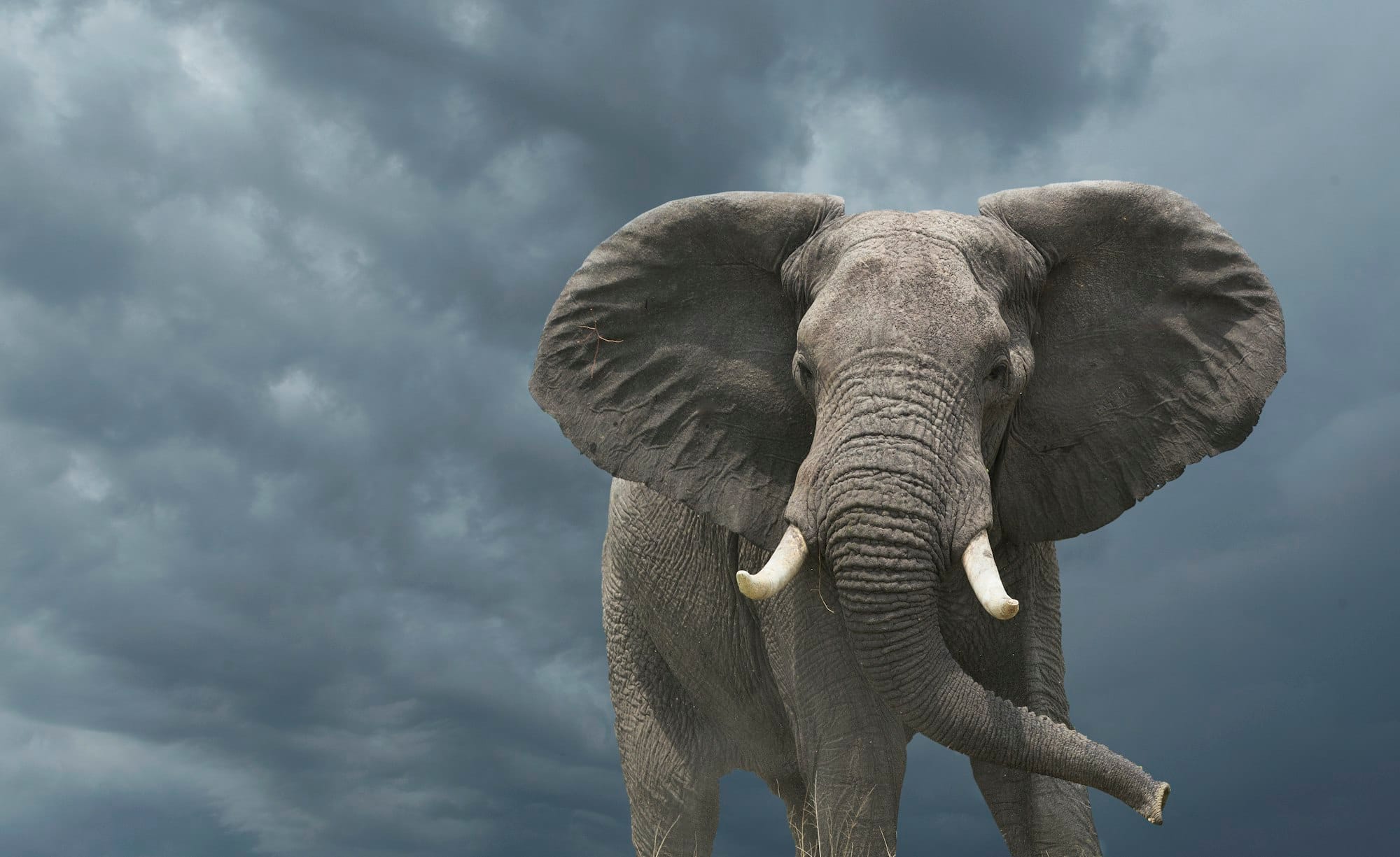 Wildlife Wonders of Benin: Exploring the Country'S Unique Animals ...