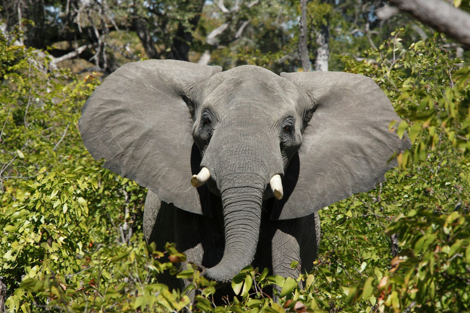 Conserving Wildlife: Efforts to Protect Zimbabwe'S Rich Fauna And Flora ...