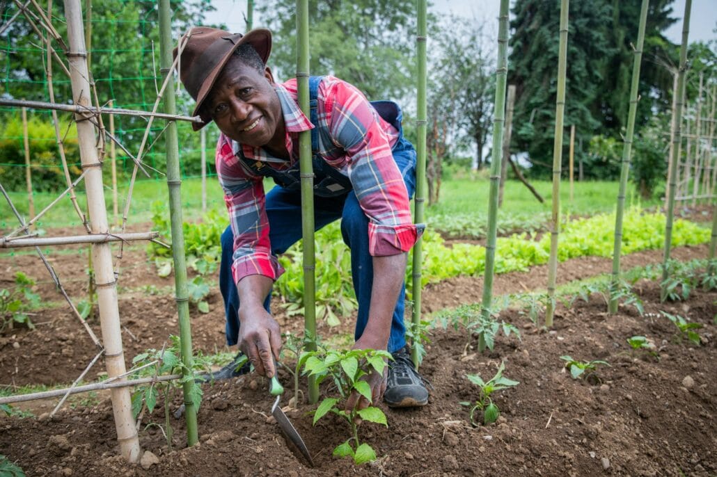 Sustainable Farming Practices in Cameroon: Enhancing Productivity And ...