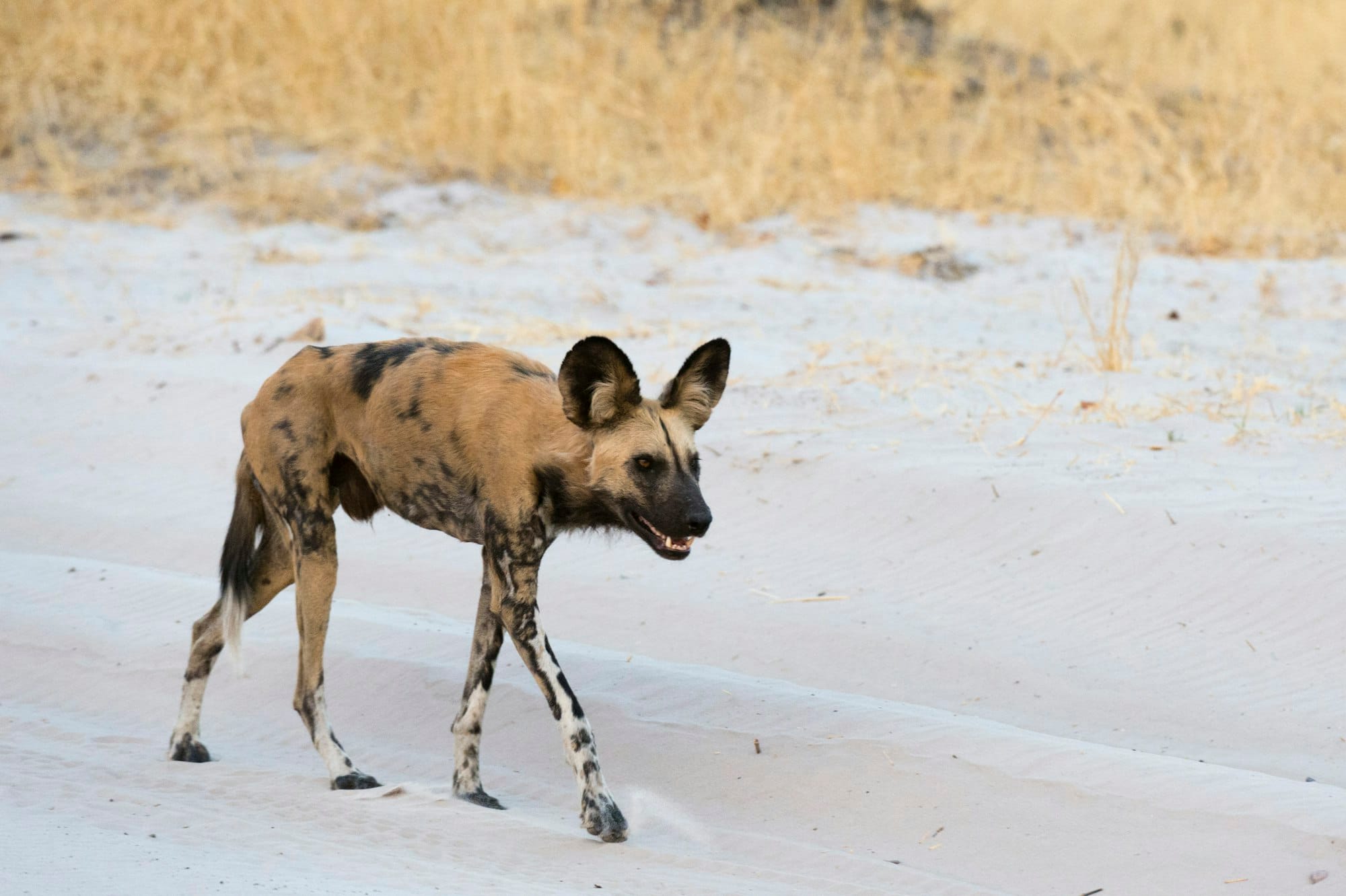 A Haven for Biodiversity: Unveiling Botswana'S Unique Flora And Fauna ...