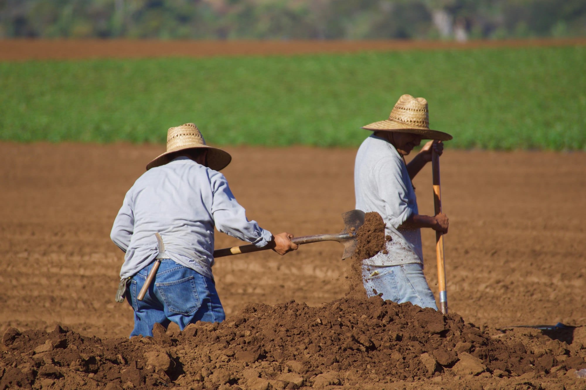 Agriculture in Comoros: Challenges And Innovations for Sustainable ...