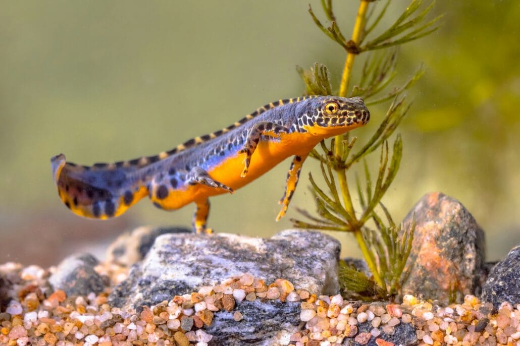 Conservation Efforts in Equatorial Guinea: Protecting Endangered ...