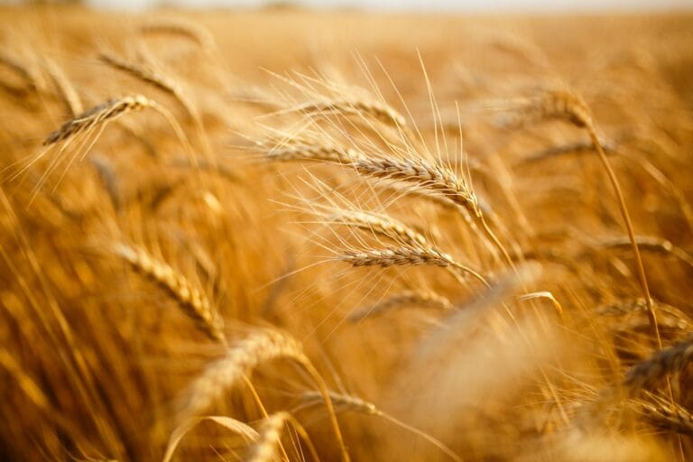 Agriculture in Ethiopia: Challenges And Innovations for Sustainable ...