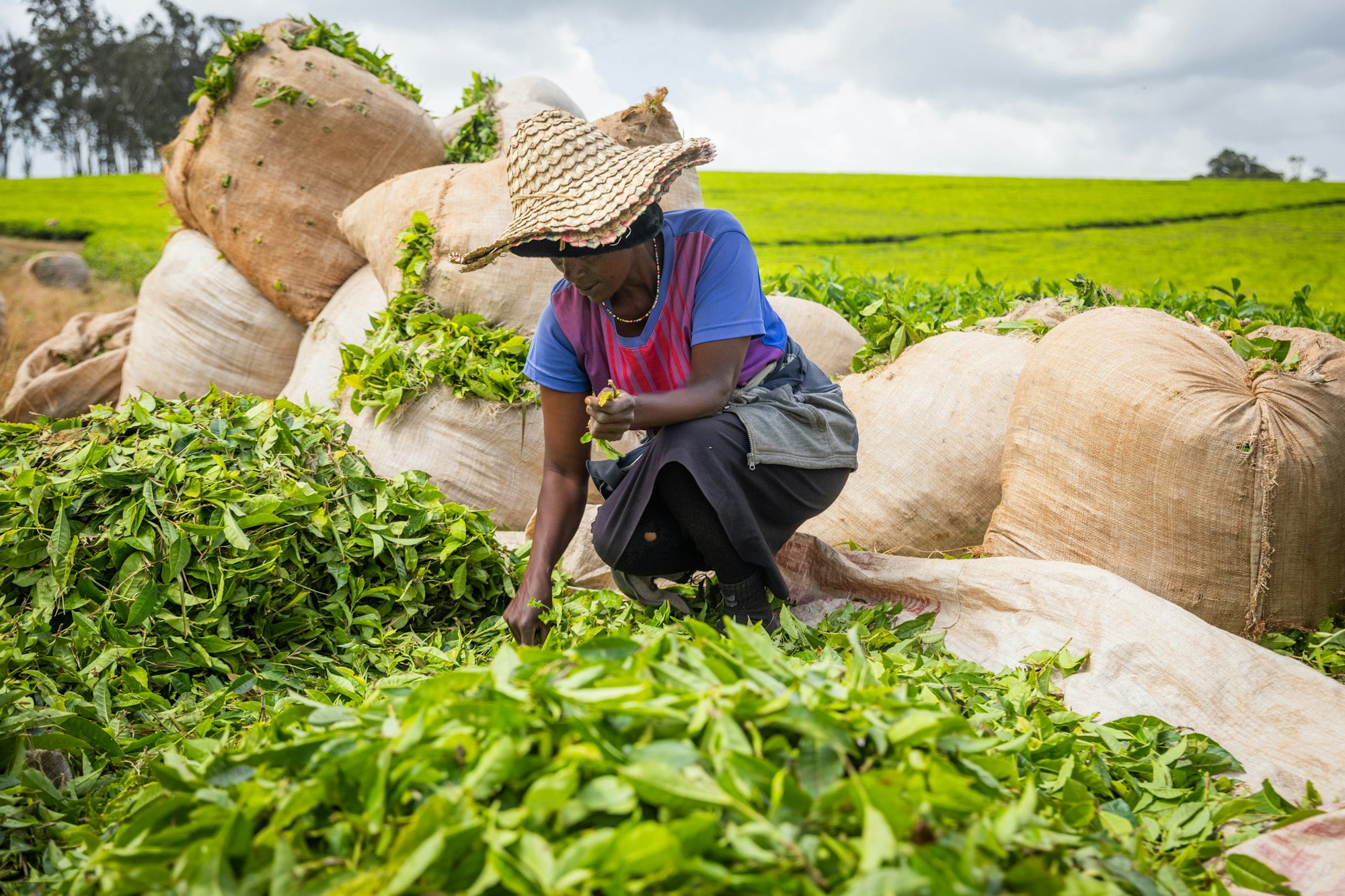 Cameroon'S Agricultural Landscape: Challenges And Opportunities for ...
