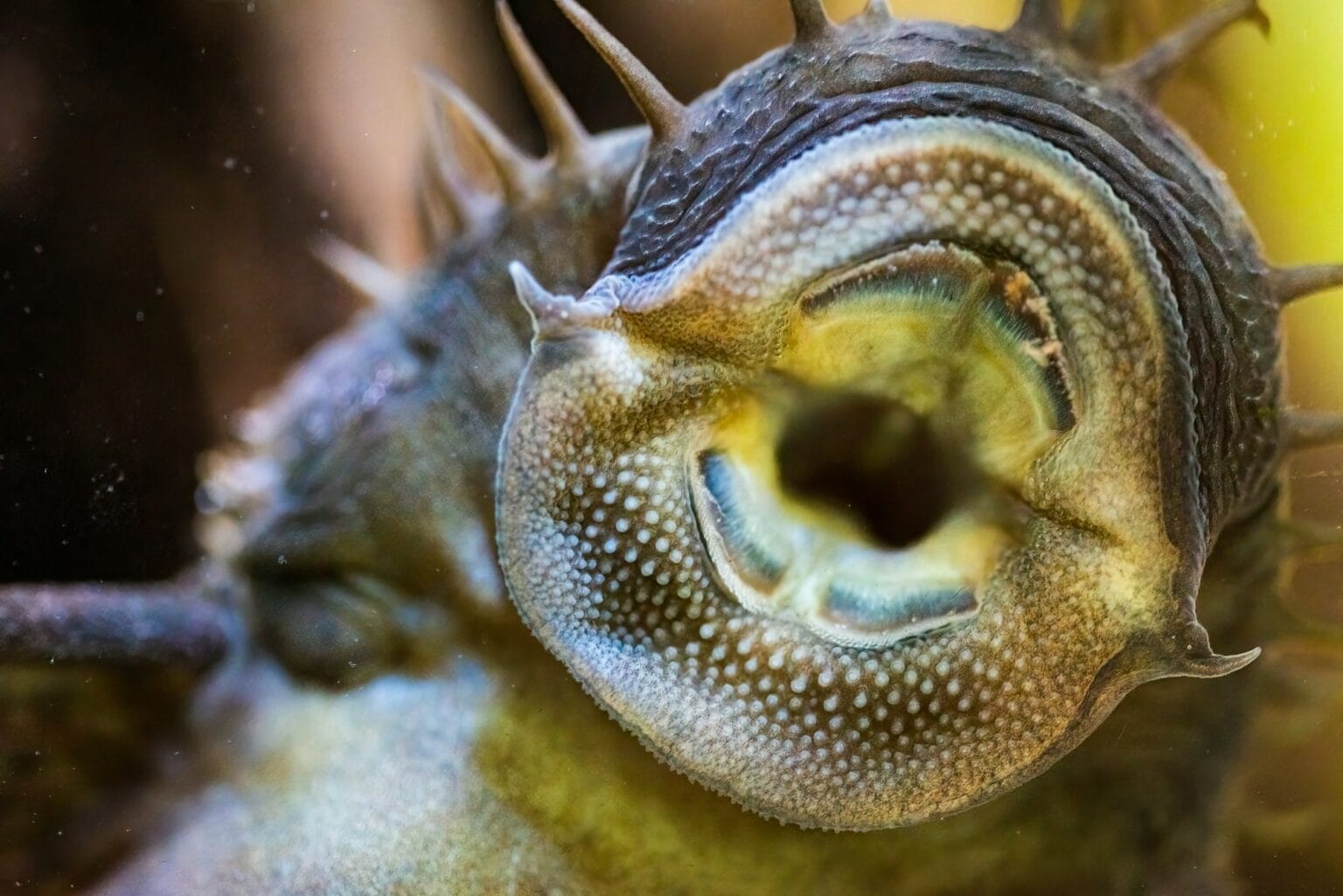 Conservation Efforts in Liberia: Protecting Endangered Species And ...