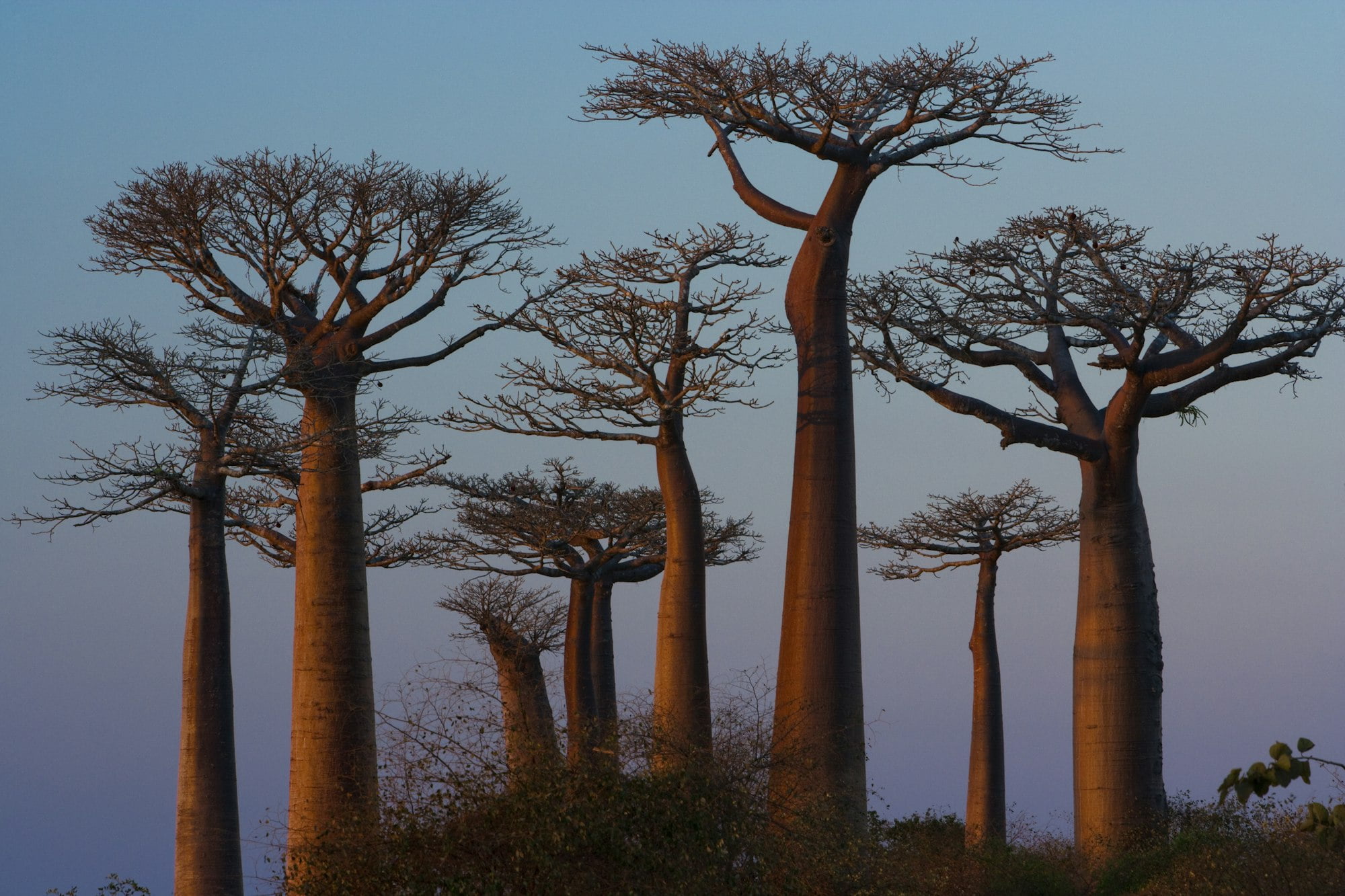 Endangered Marvels: Protecting Angola's Unique Wildlife - Afro Discovery
