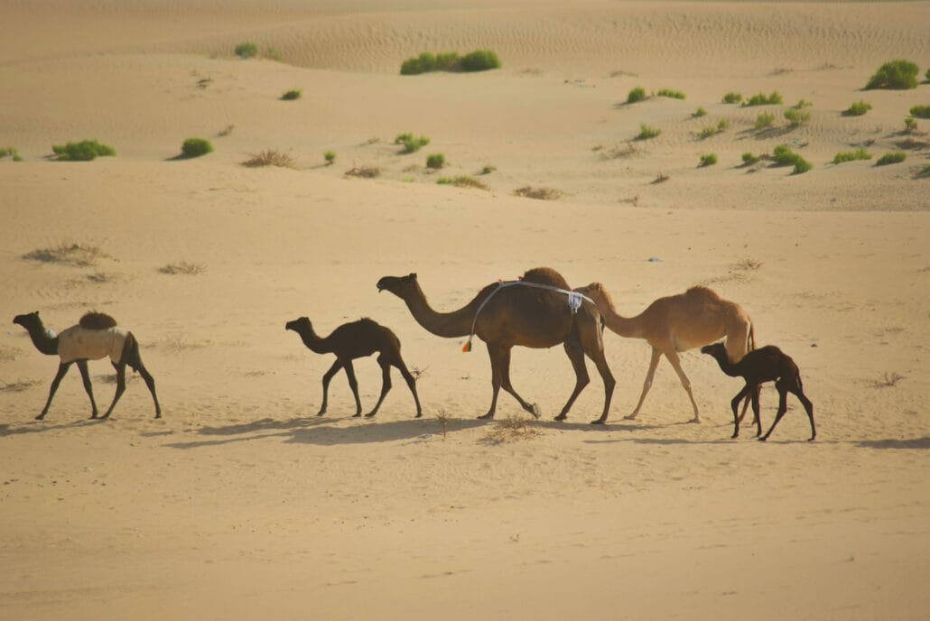 Conservation Efforts in Egypt: Protecting Endangered Species And ...