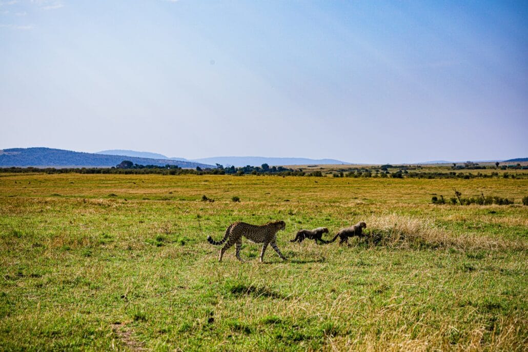 Discovering Kenya'S Geographic Diversity: From Savannas to Mountains ...