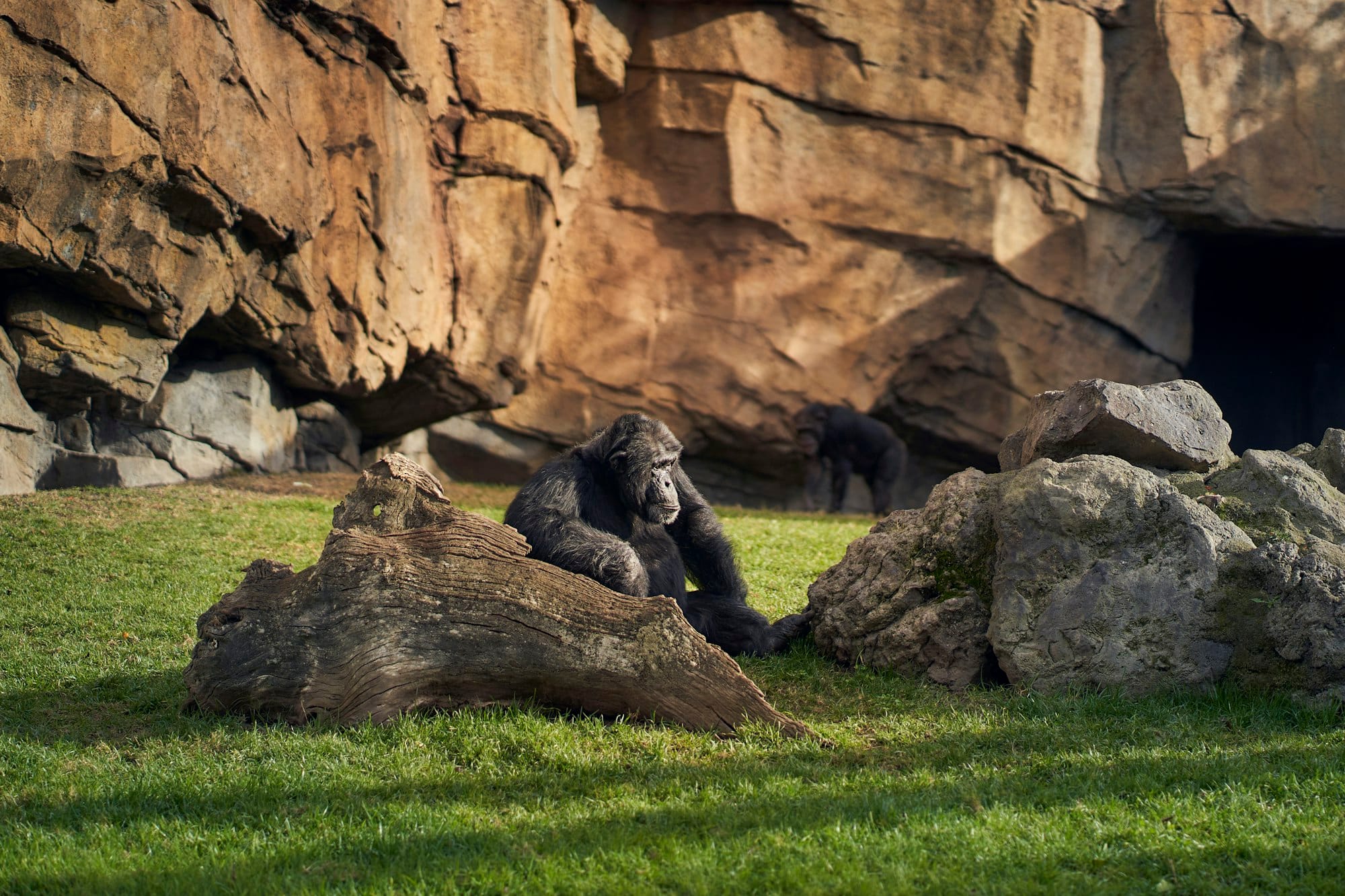 Wildlife Safari Adventures in Equatorial Guinea: Discovering the ...