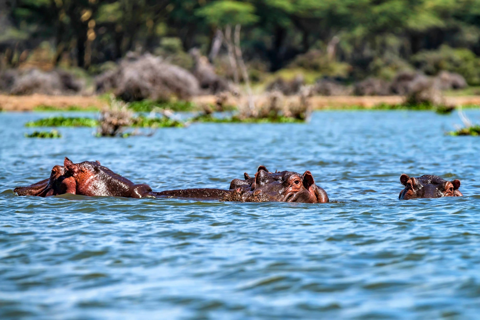 Exploring Zimbabwe'S Diverse Climate Zones: From Highlands to Lowveld ...