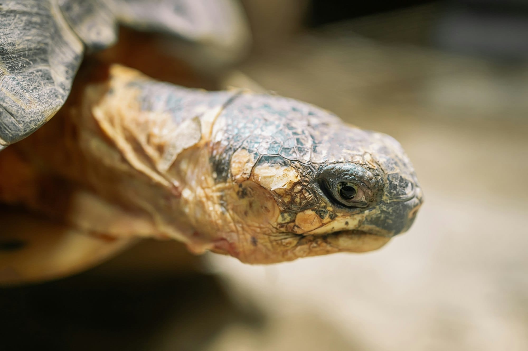 Conservation Efforts in Equatorial Guinea: Protecting Endangered ...