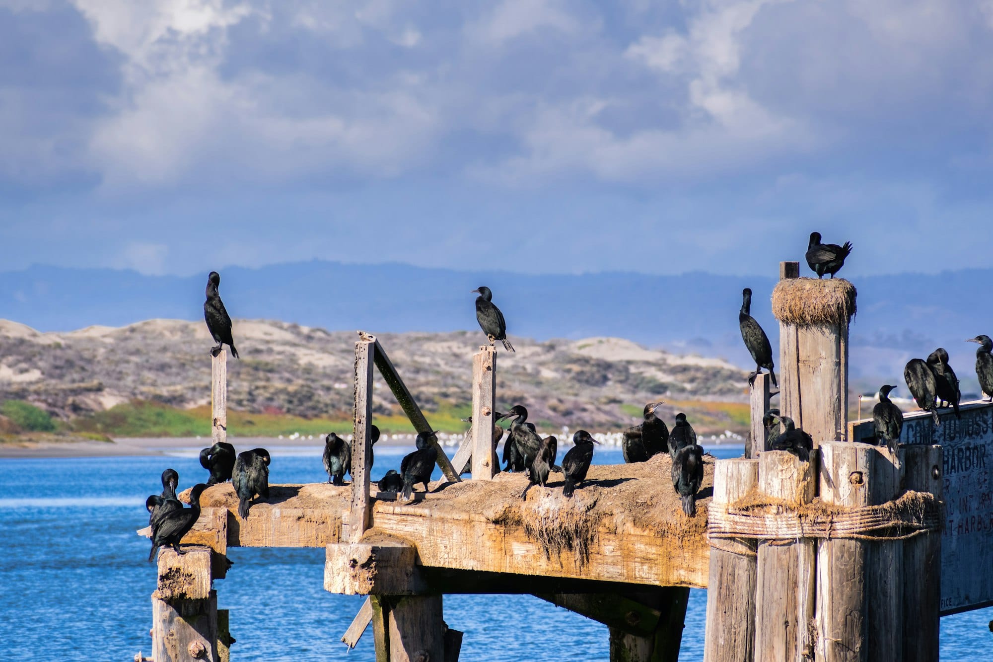 Birdwatching in Comoros: Ornithological Treasures Across the Islands ...