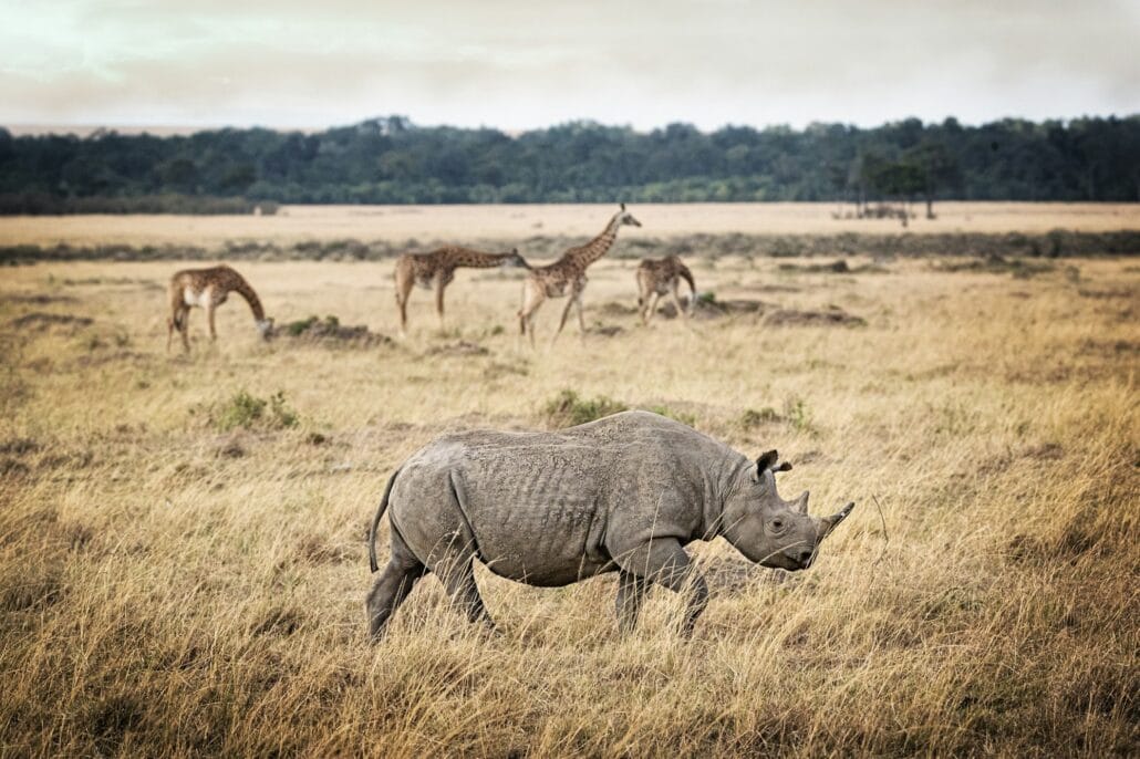A Haven for Biodiversity: Unveiling Botswana'S Unique Flora And Fauna ...