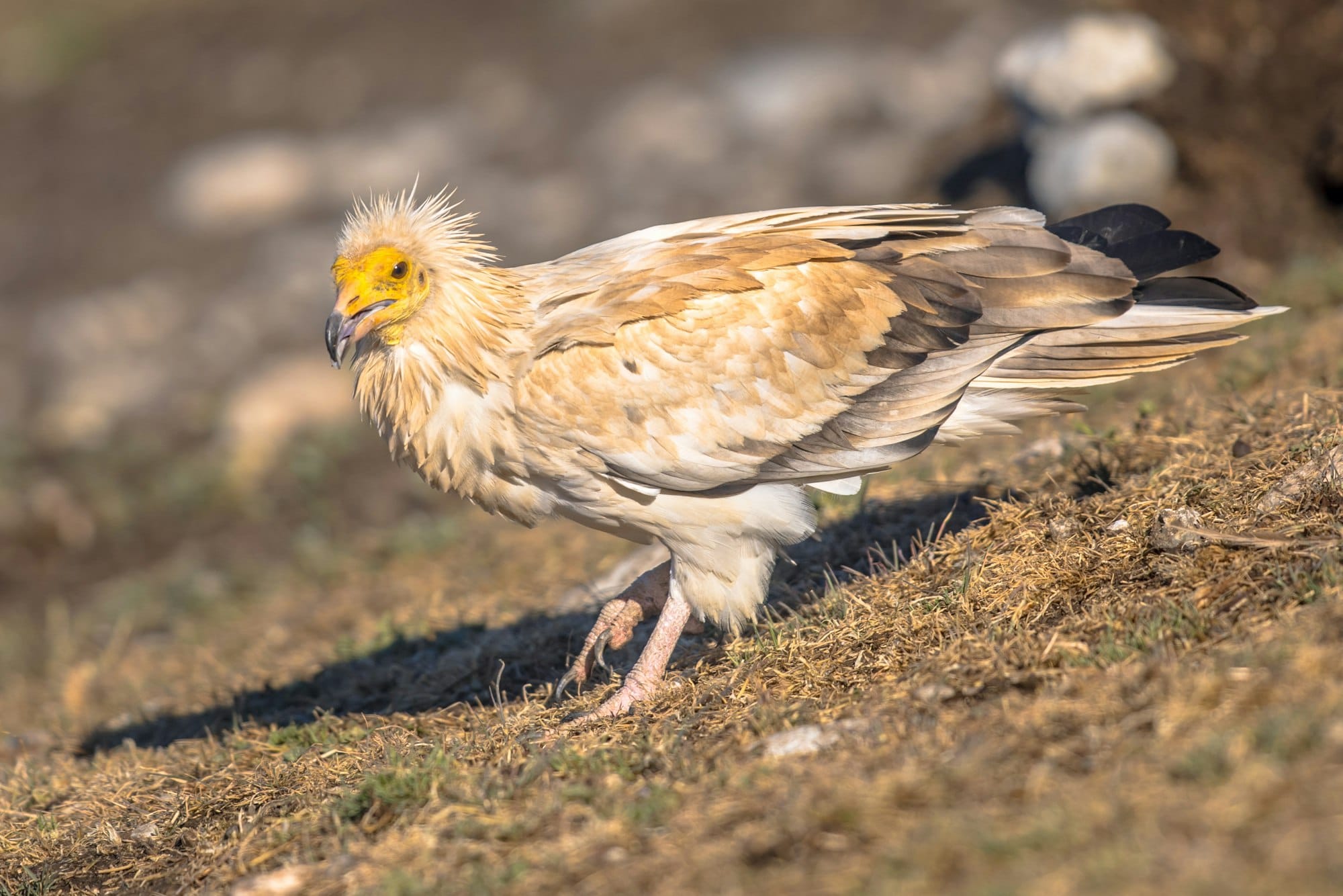 Birdwatching in Egypt: Ornithological Treasures Along the Nile And in ...