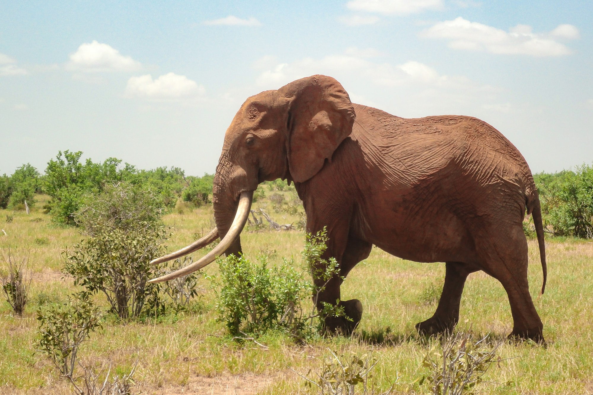 Wildlife Safari Adventures in Chad: Discovering the Diversity of Flora ...