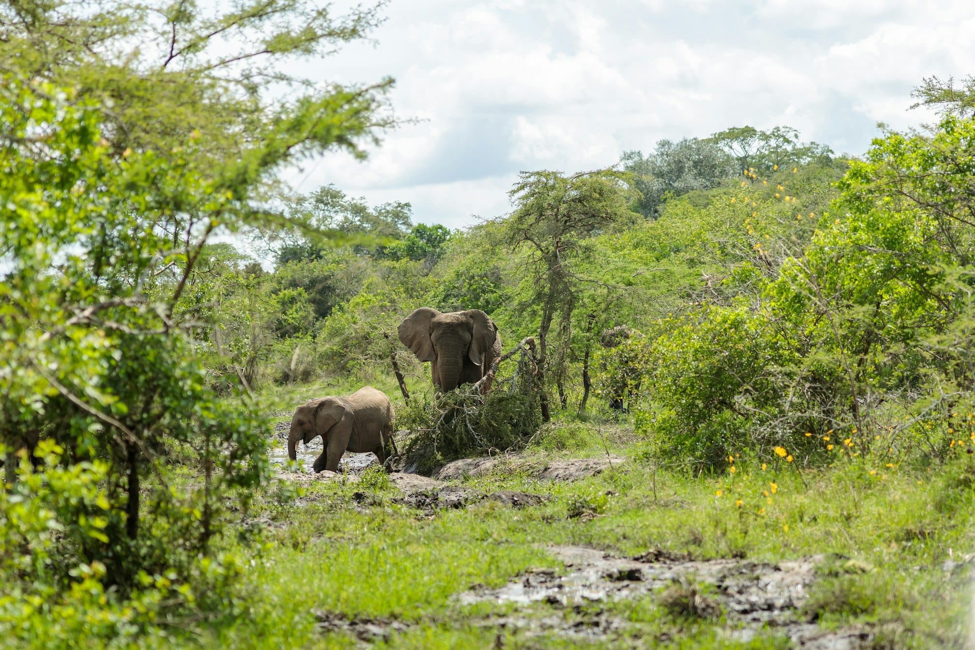 Understanding the Drc'S Climate Patterns: A Guide for Travelers And ...