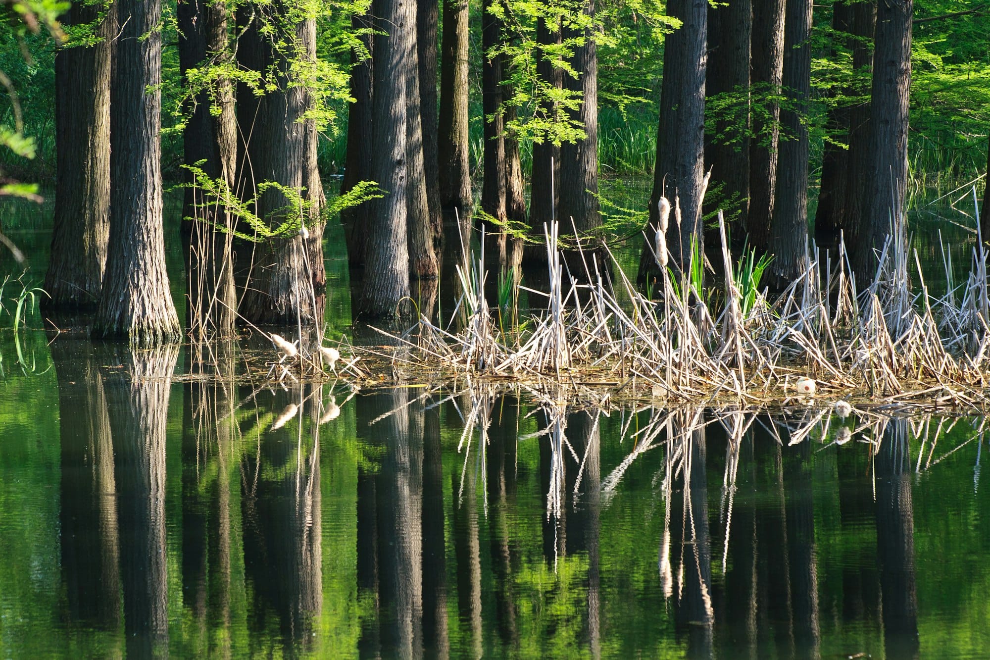 Sustainable Management of Resources in Ghana: Balancing Conservation ...