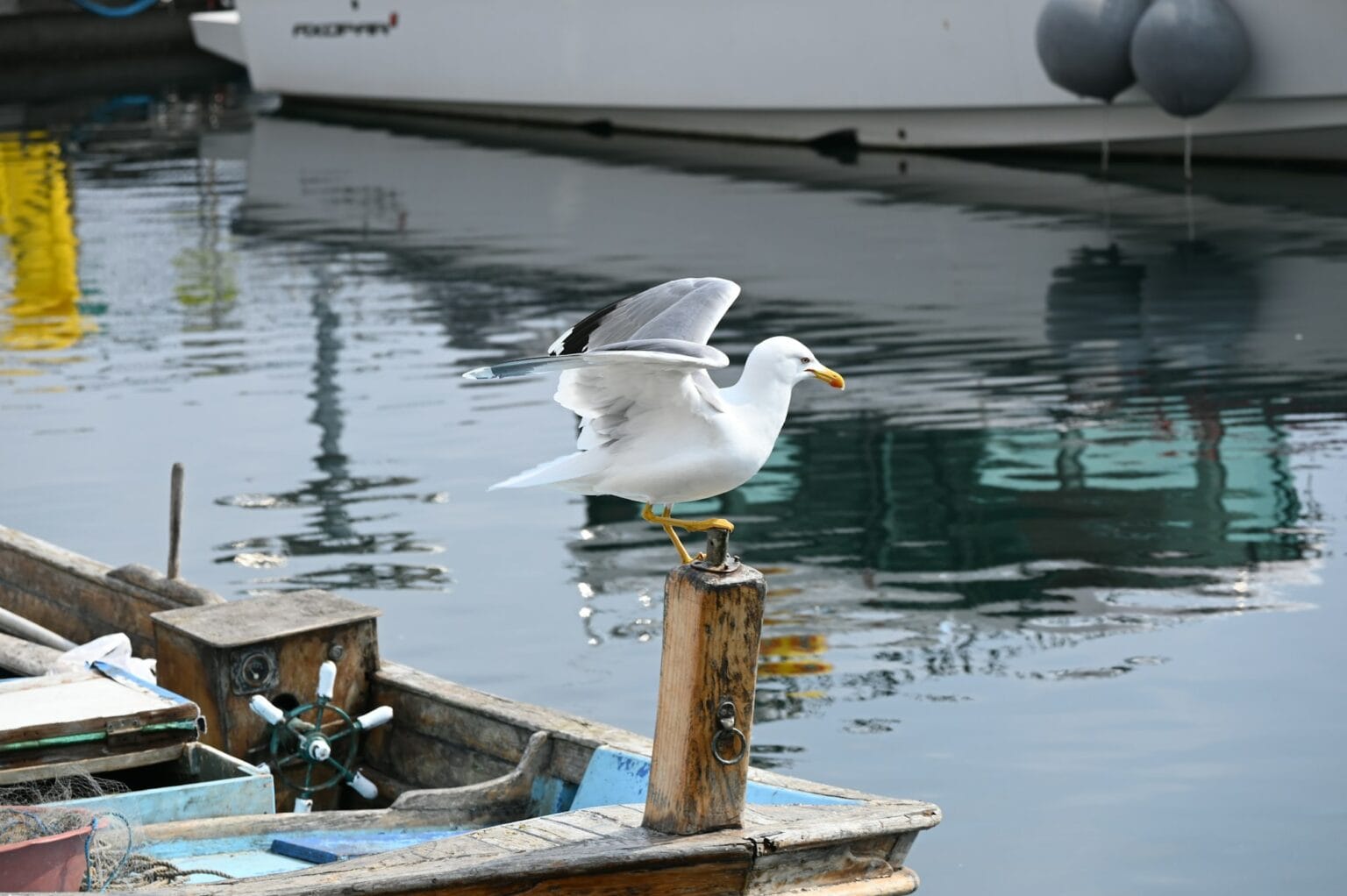 Coastal Beauty of Libya: Beaches, Islands, And Marine Life - Afro Discovery