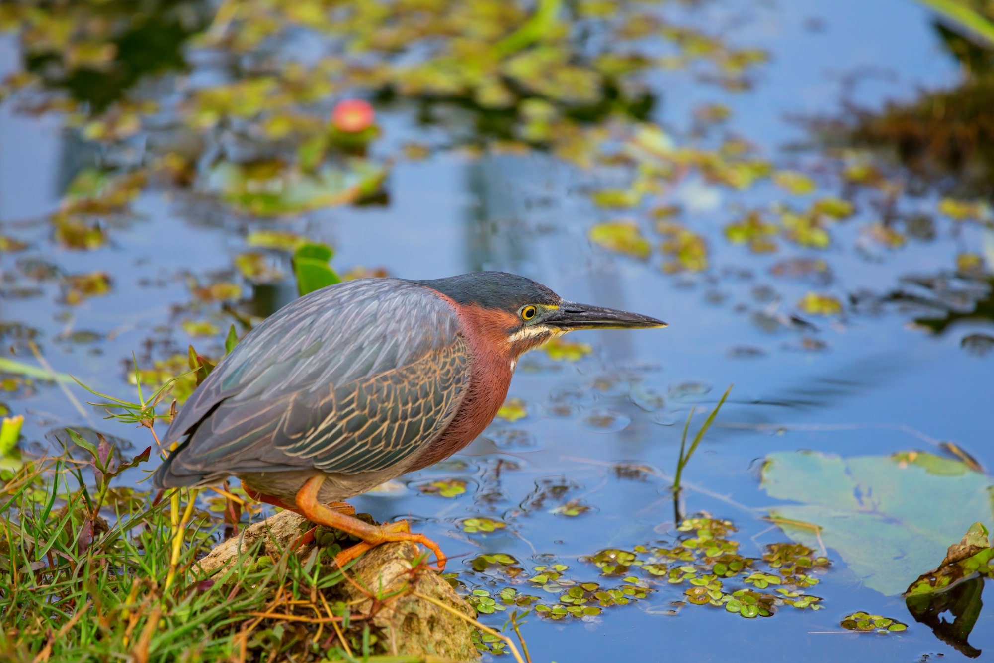 Birdwatching in Mali: Ornithological Treasures Across the Country ...