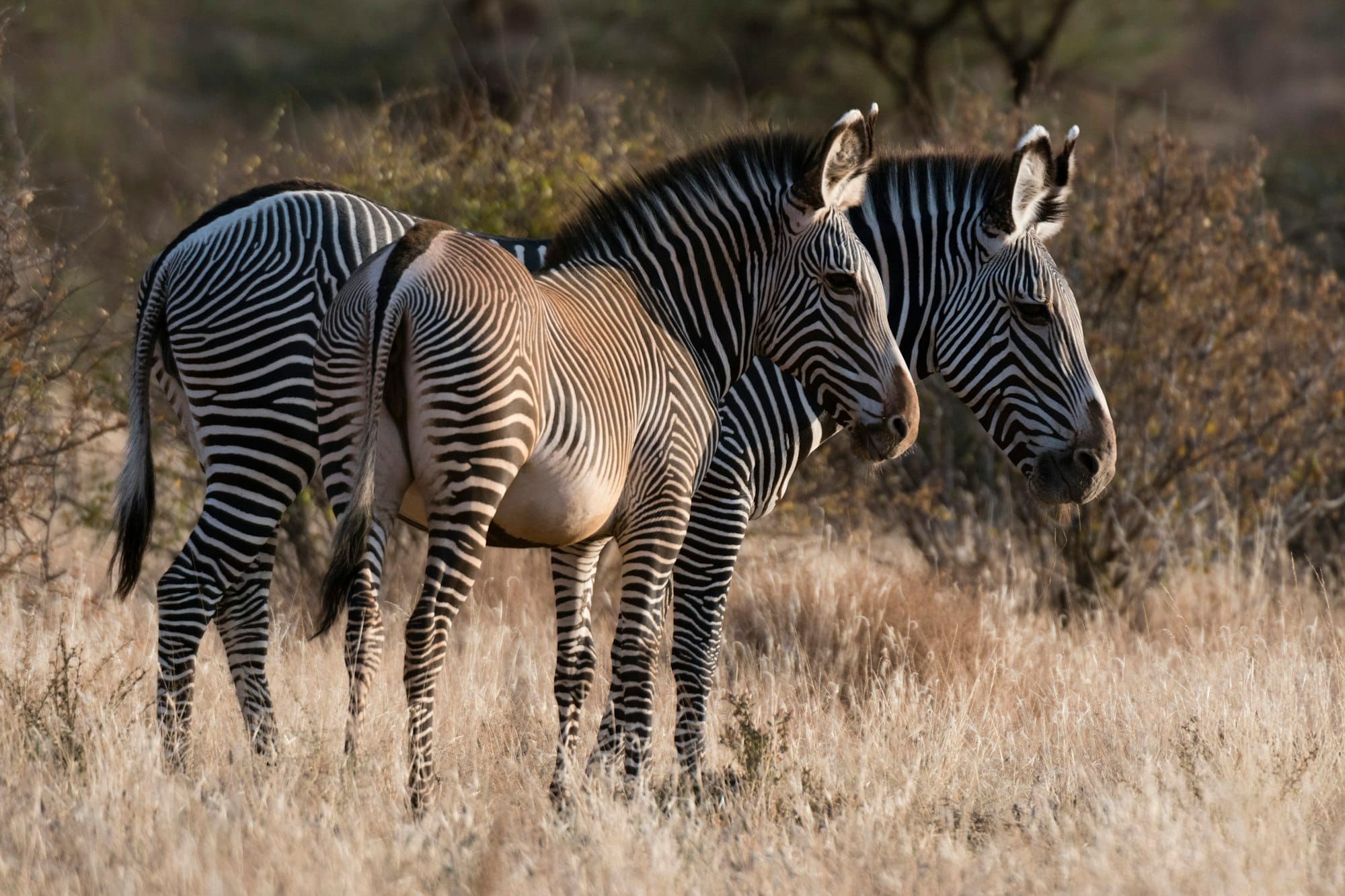 Conservation Efforts in Kenya: Protecting Endangered Species And ...