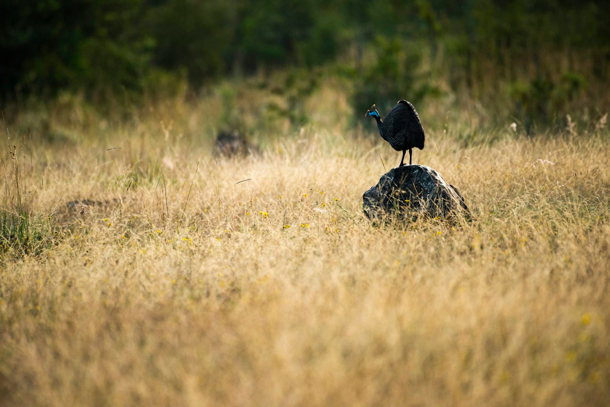 Understanding Guinea'S Climate Patterns: A Guide for Travelers And ...