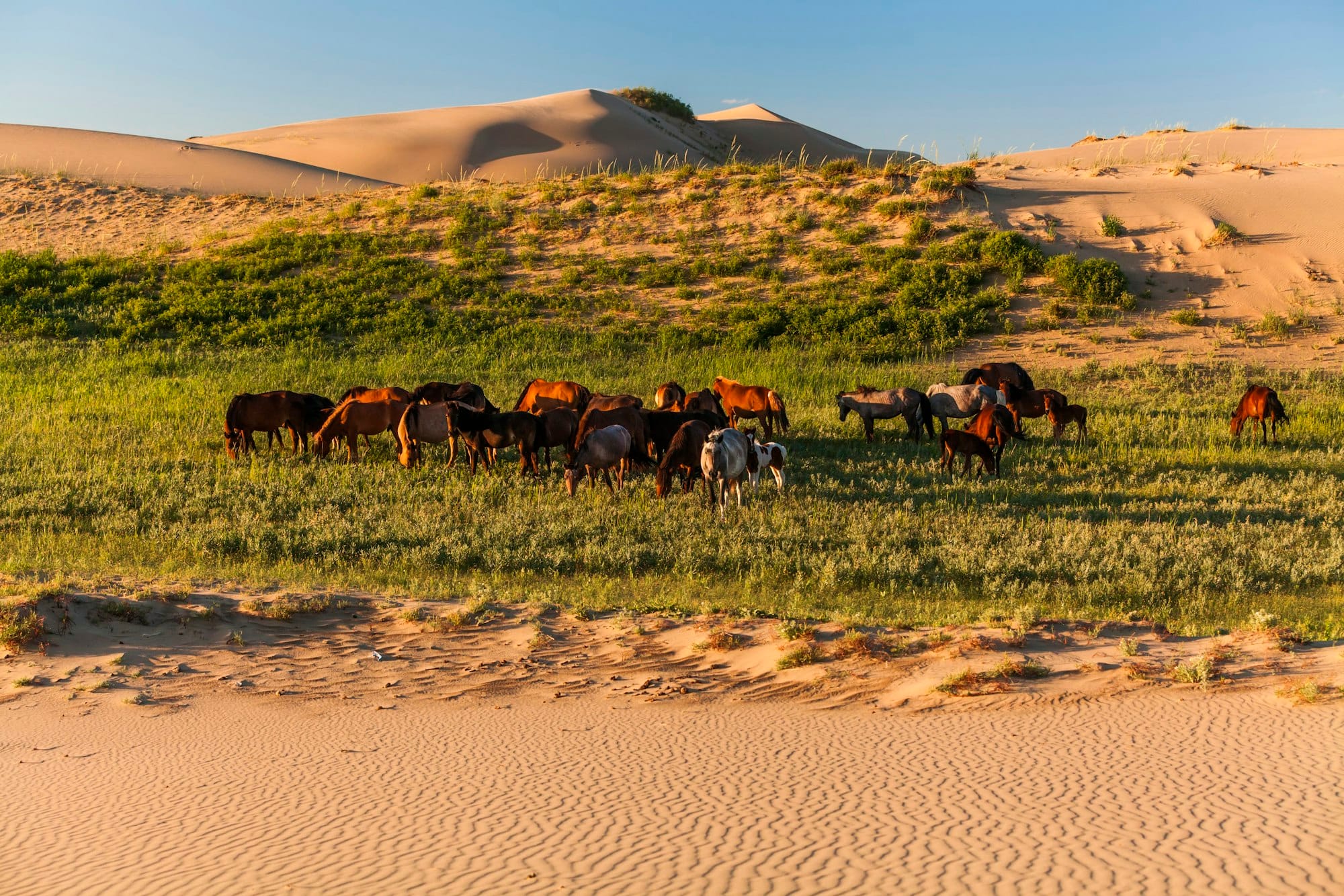 Conservation Efforts in Egypt: Protecting Endangered Species And ...