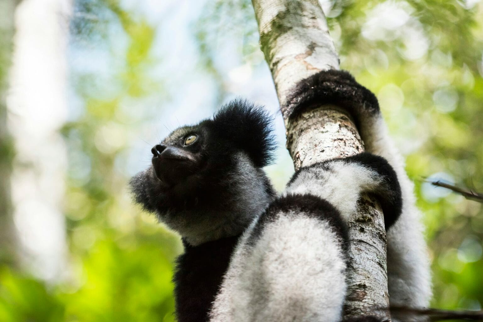 Conservation Efforts in Madagascar: Protecting Endangered Species And ...