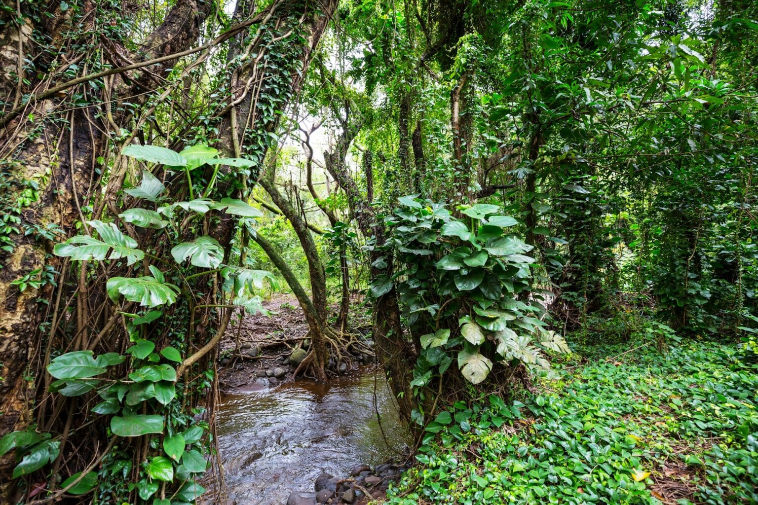Understanding the Drc'S Climate Patterns: A Guide for Travelers And ...