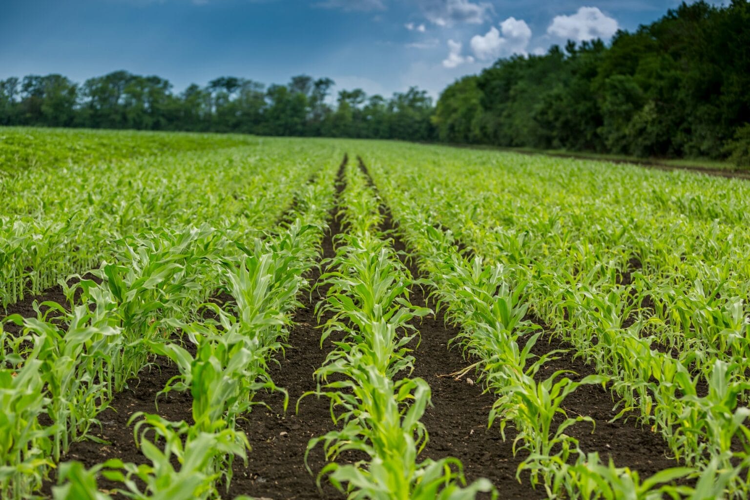 Agriculture in Lesotho: Challenges And Opportunities for Sustainable ...