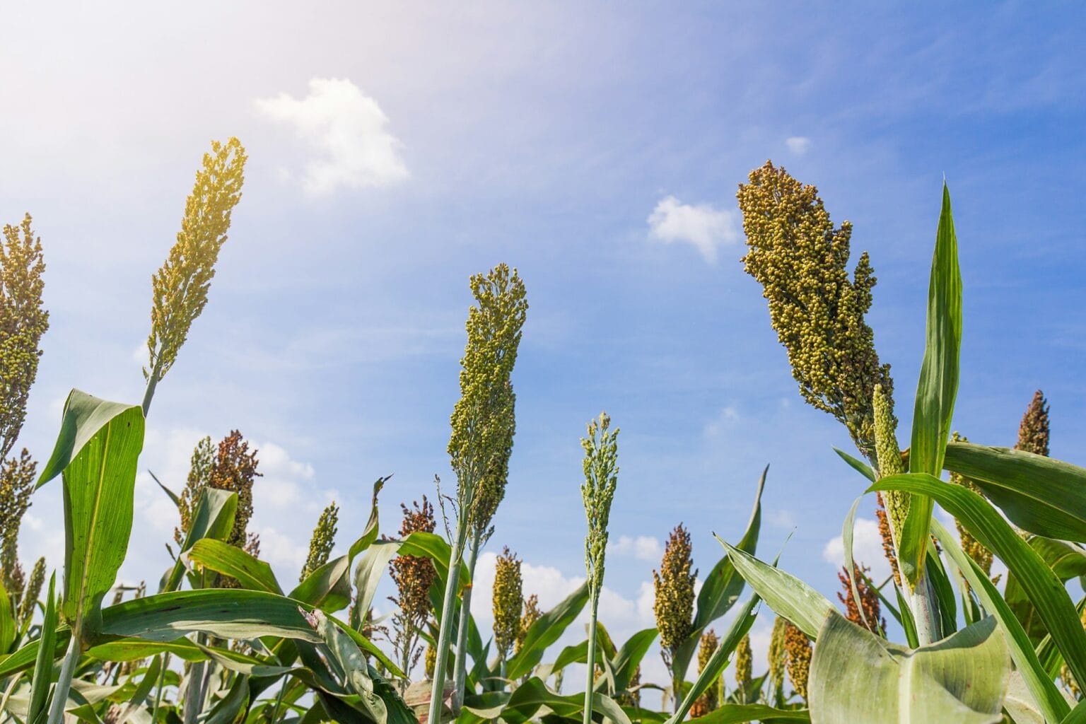 Beyond the Arid Plains: Exploring Botswana'S Diverse Agricultural ...