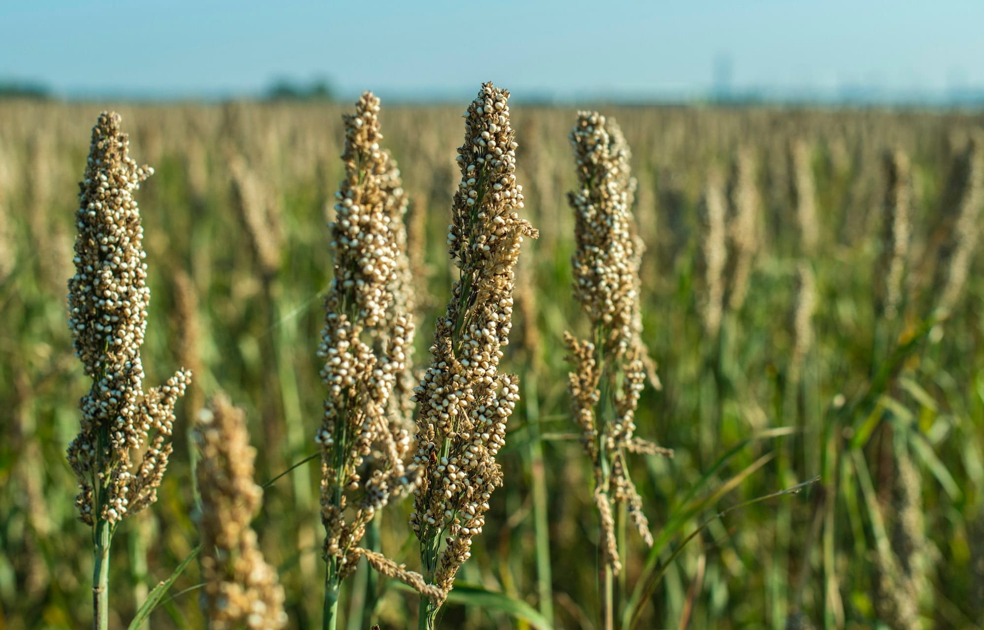 Beyond the Arid Plains: Exploring Botswana'S Diverse Agricultural ...