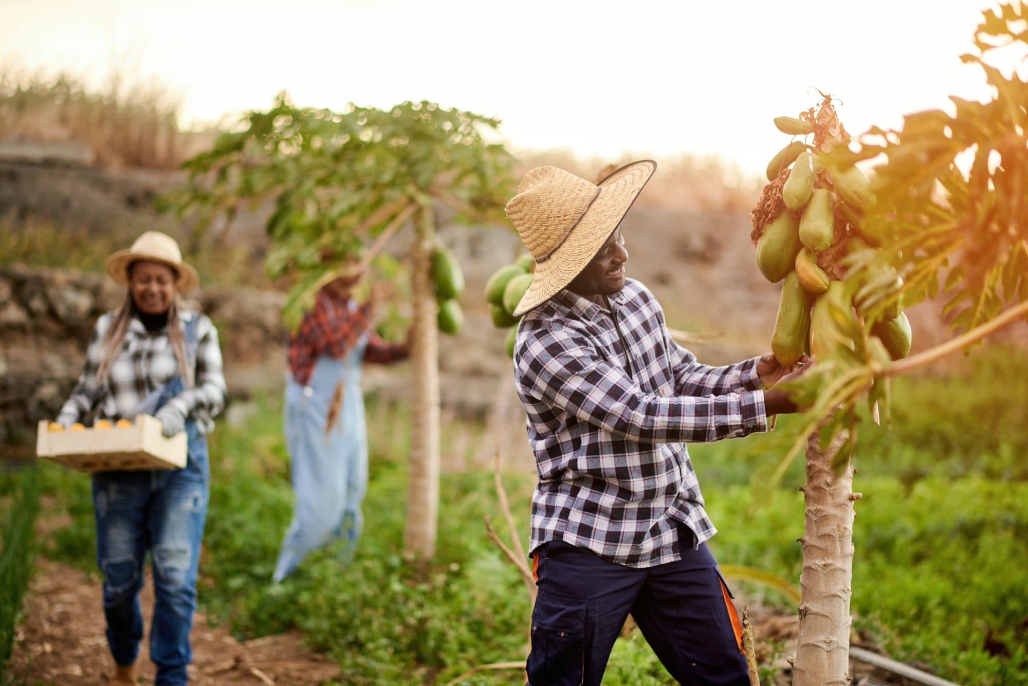Unlocking the Agricultural Potential of Burundi: A Comprehensive Guide ...