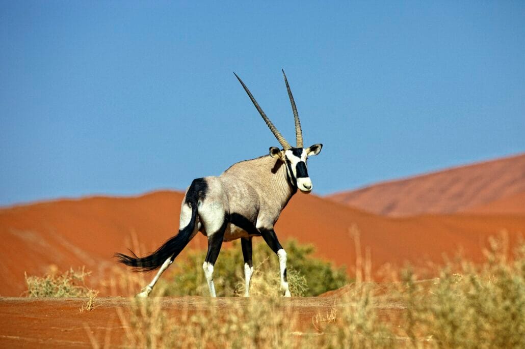 Conservation Efforts in Namibia: Protecting Endangered Species And ...
