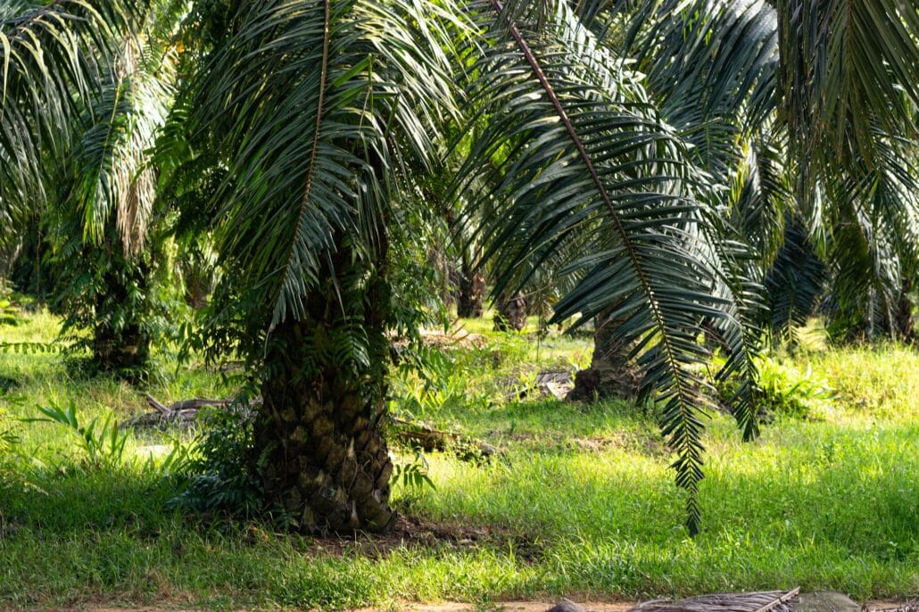 Agriculture in Gabon: Challenges And Innovations for Sustainable Growth ...
