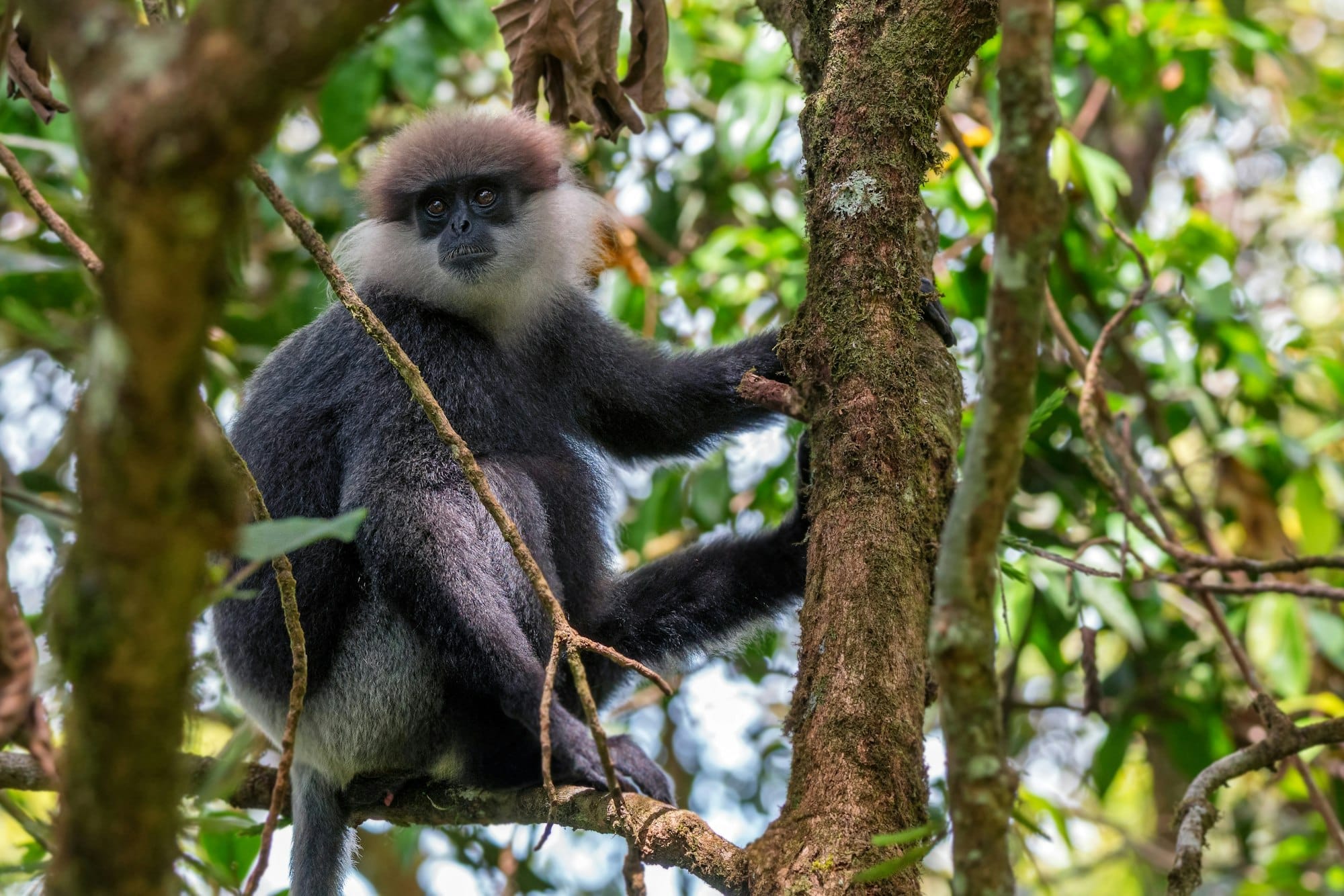 Conservation Efforts in Cameroon: Protecting Endangered Species And ...