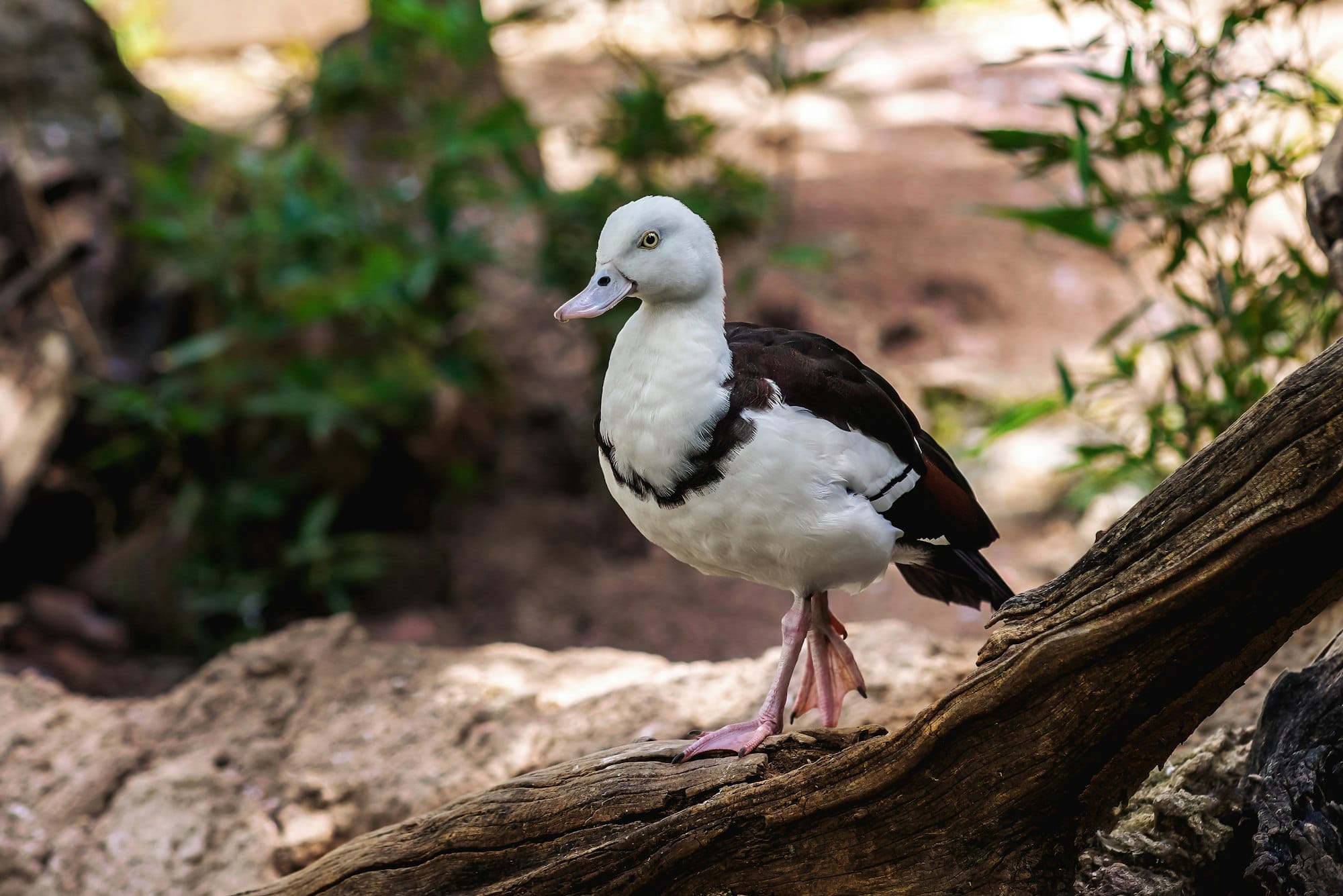 Birdwatching in Equatorial Guinea: Ornithological Treasures Across the ...