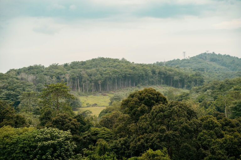 Discovering Mali'S Geographic Diversity: From Sahel to Savanna - Afro ...