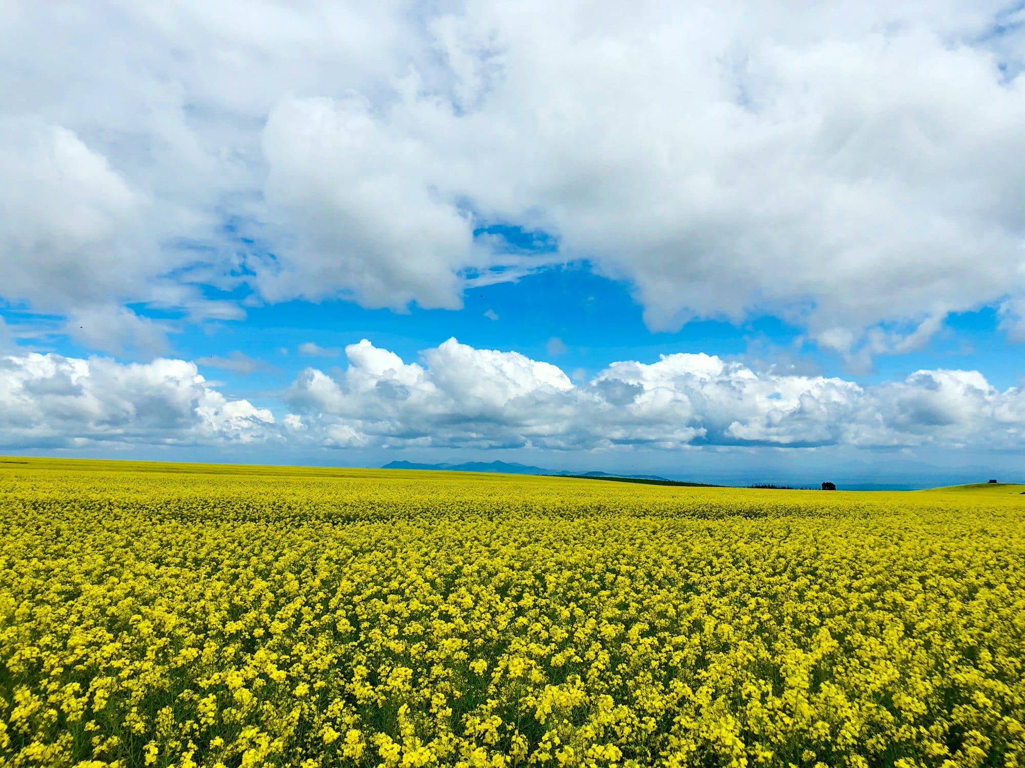 Agriculture in Kenya: Challenges And Innovations for Sustainable Growth ...