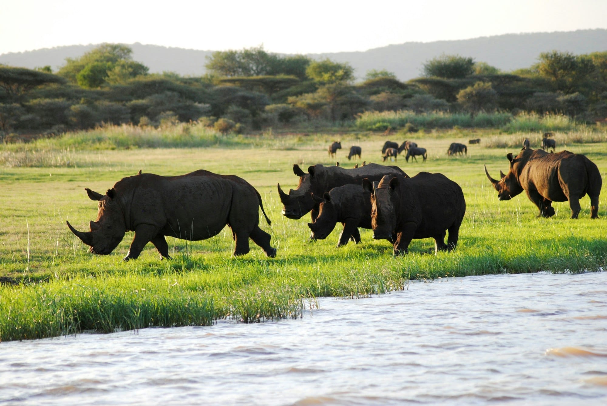 Conservation Efforts in Kenya: Protecting Endangered Species And ...