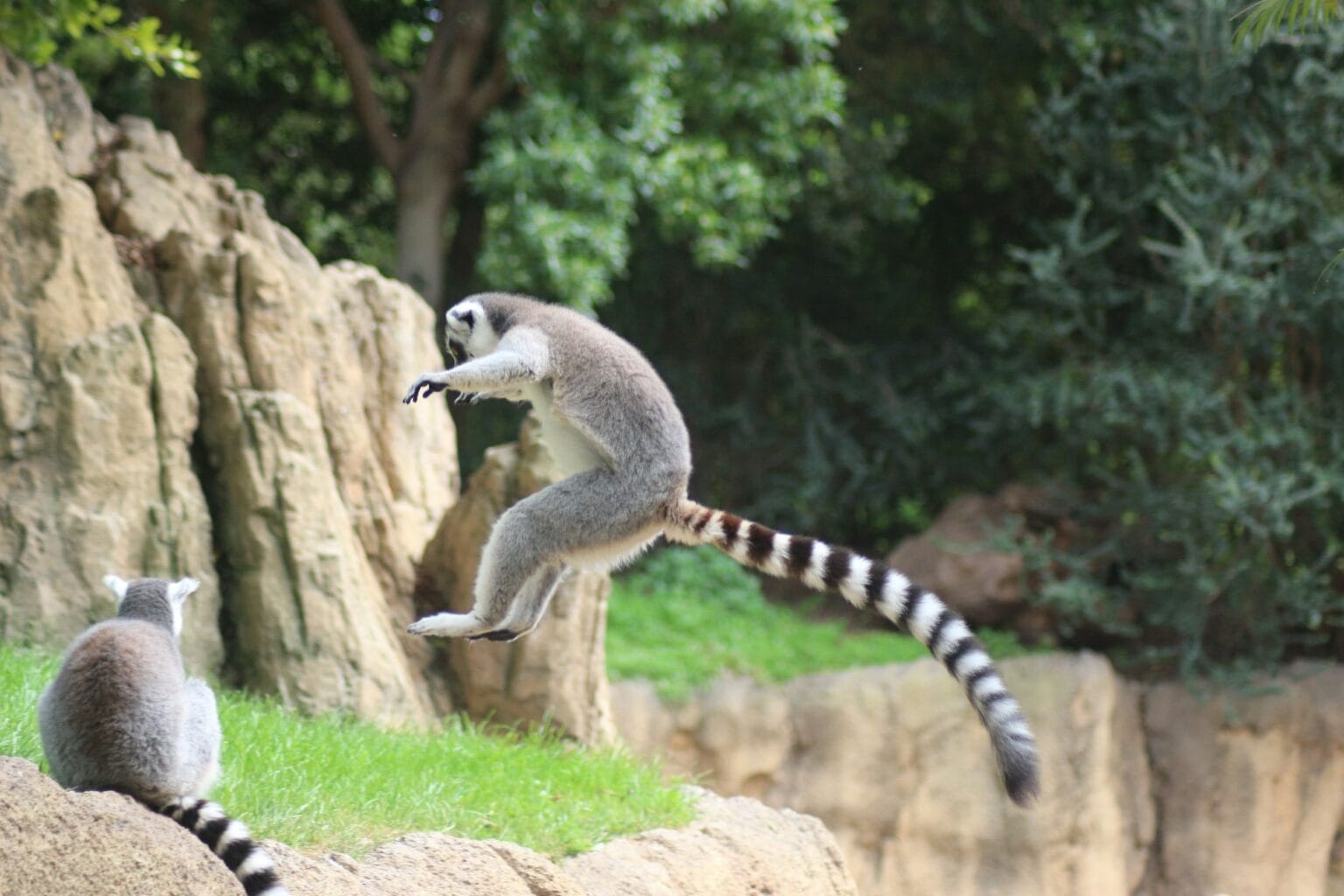 Conservation Efforts in Madagascar: Protecting Endangered Species And ...