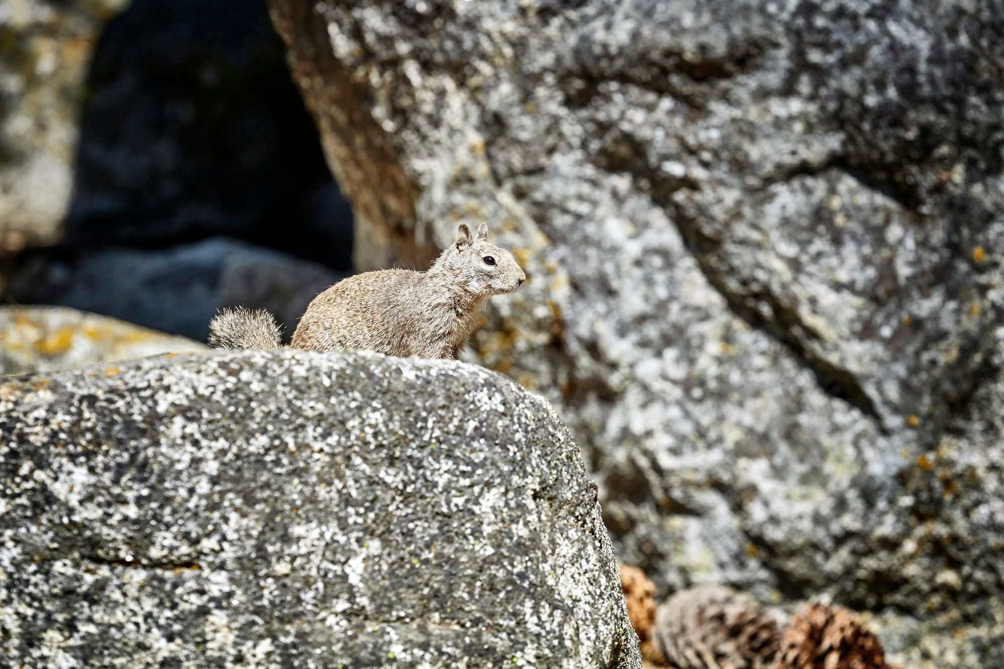 Conservation Efforts in Eswatini: Protecting Endangered Species And ...