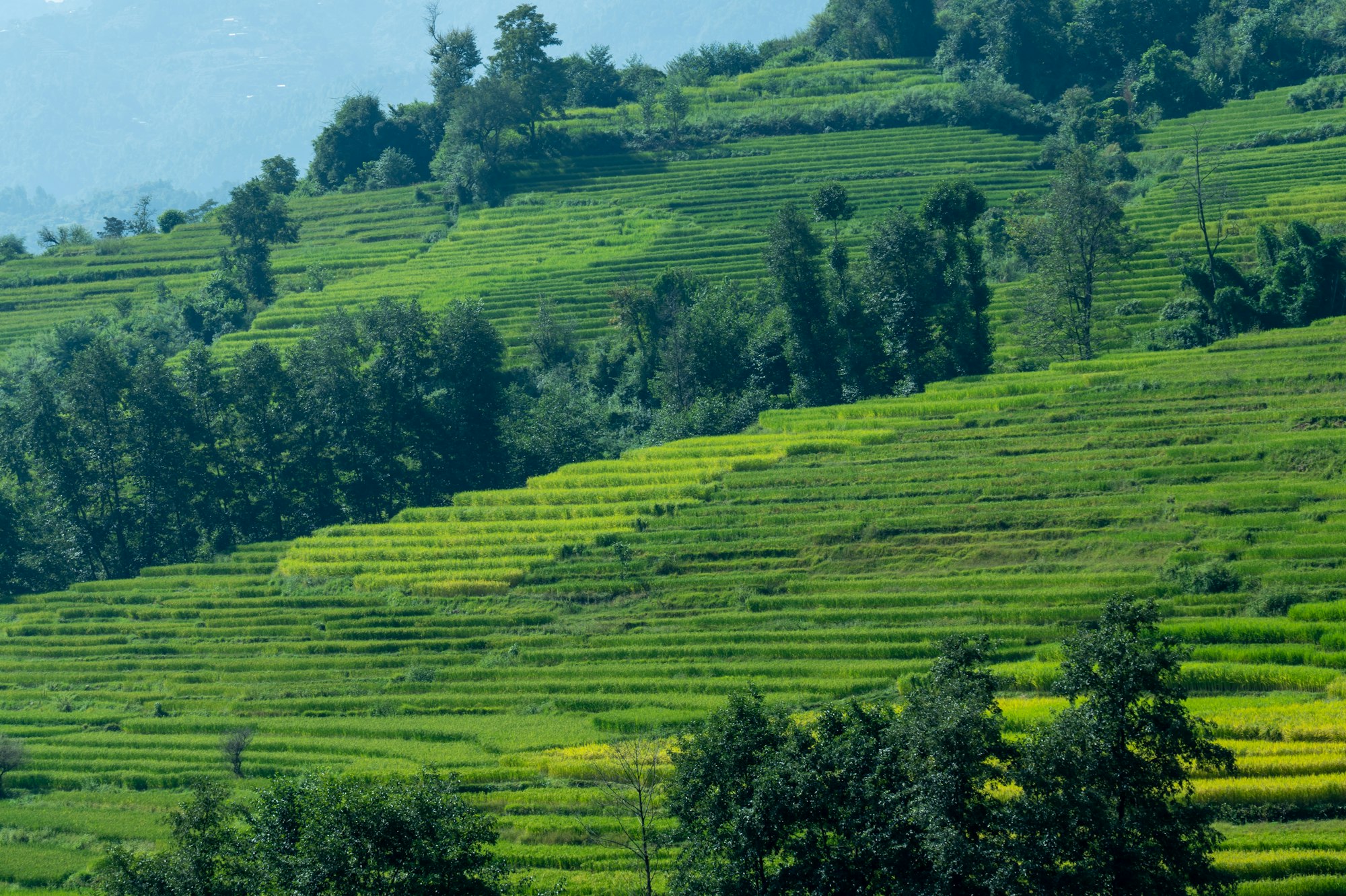 Sustainable Farming Practices in Lesotho: Enhancing Food Security And ...