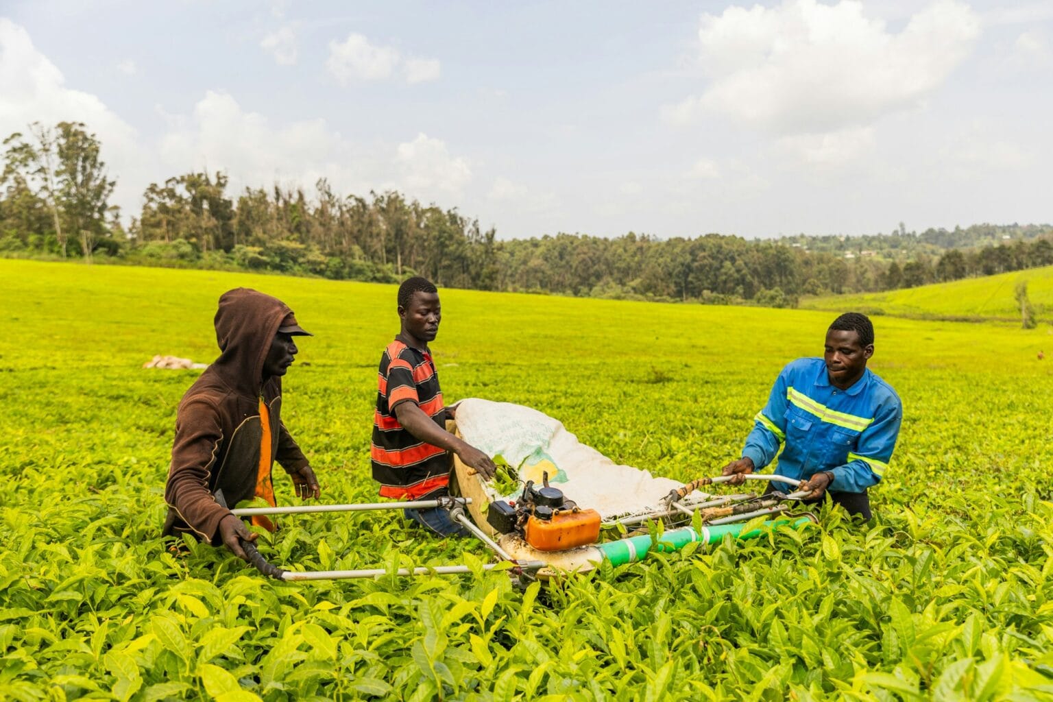 Agriculture in Uganda: Challenges And Innovations for Sustainable ...
